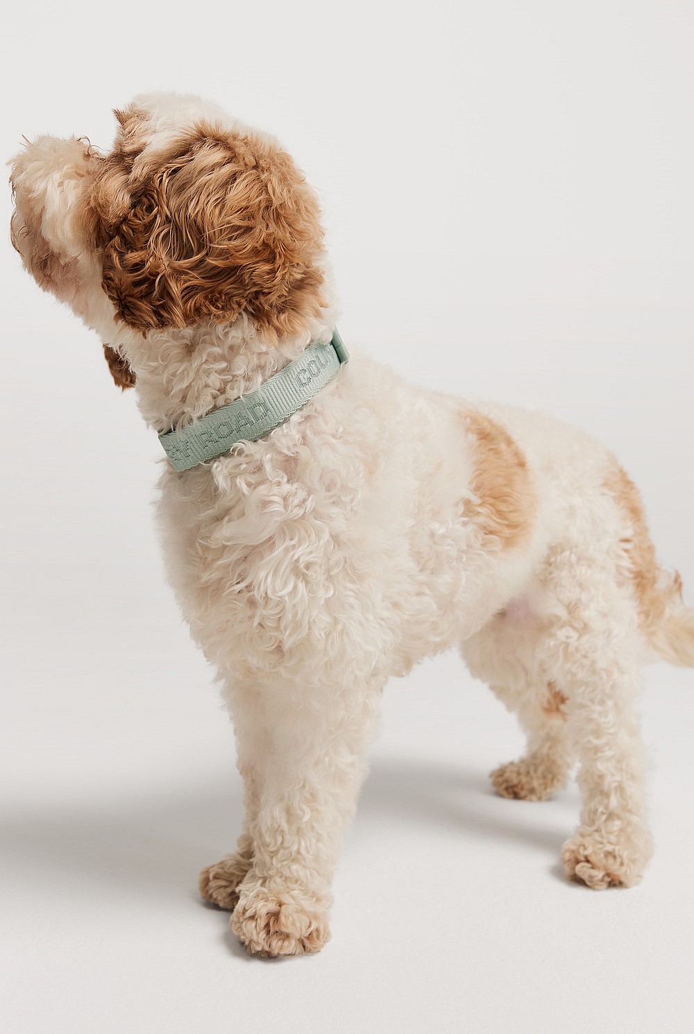 Willow Recycled Polyester Blend Piper Collar - Pet | Country Road