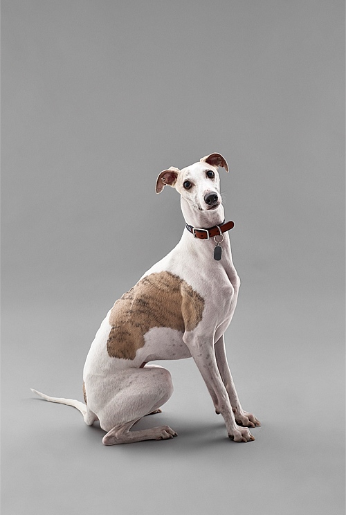 Navy Rupp Logo Dog Collar - Shop | Country Road